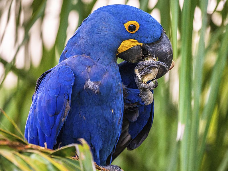 Tipos de Guacamayos y Características | Zoo Aquarium Madrid